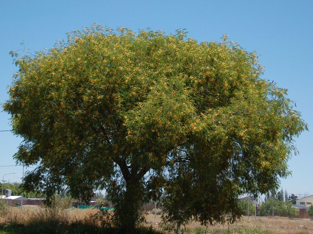 Biologia Primer Año Liceo 23: EL MONTE NATIVO
