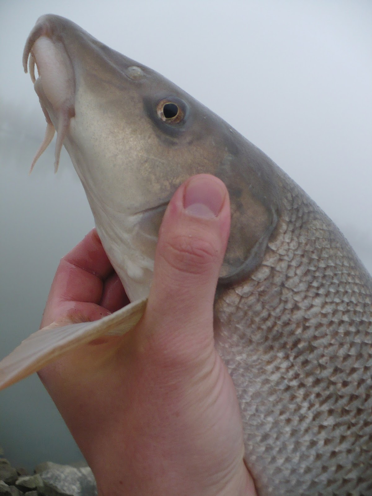 Dunai Halak Nyomában: Etessünk-e a Dunán???