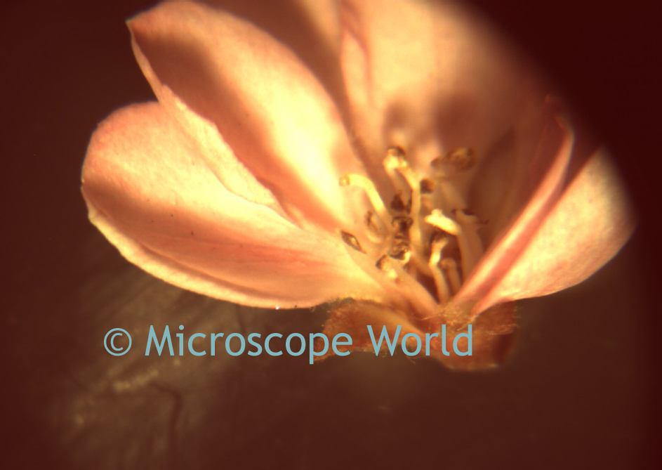 Microscope World Blog