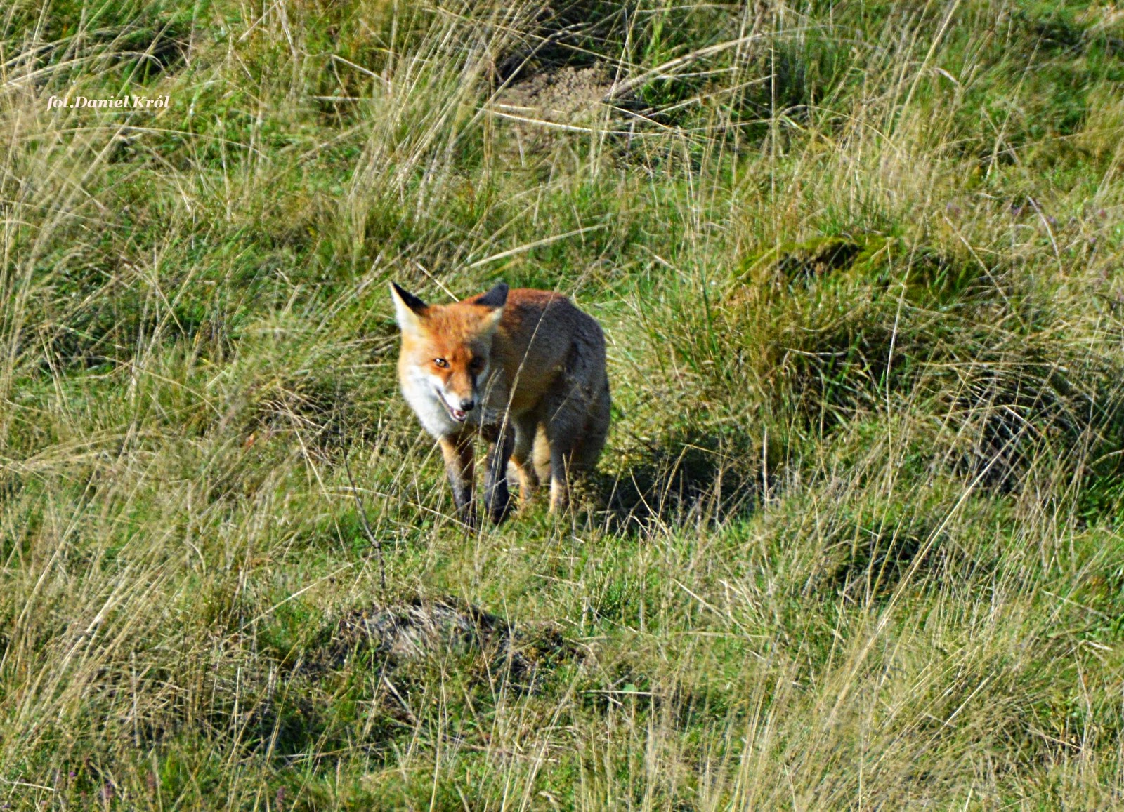 Łemkowyna, na Beskidzie Niskim: Rudy chytry lis