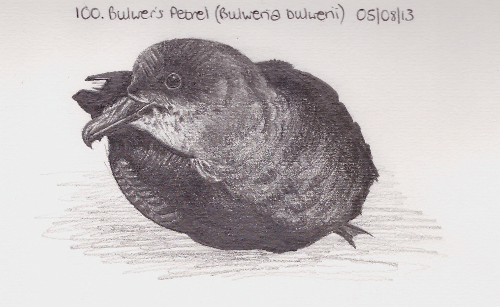 Learn.Draw.BIRD.: 100. Bulwer's Petrel (Bulweria bulwerii)