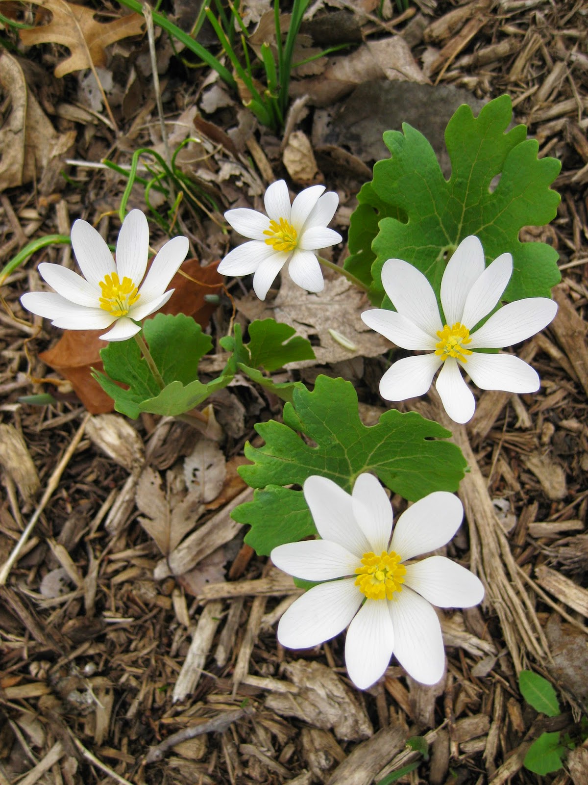 Bloodroot (Sanguinaria canadensis) - Rotary Botanical Gardens