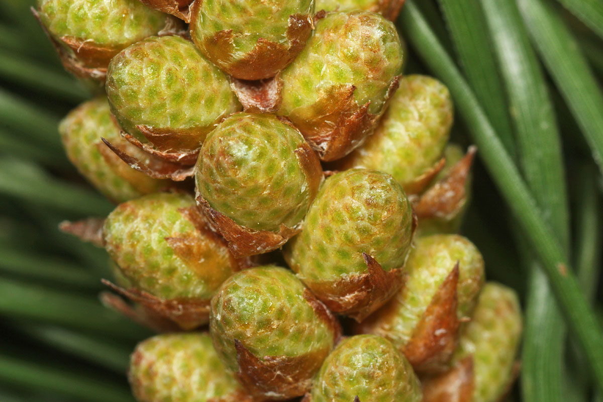Gower Wildlife: Evergreens close-up