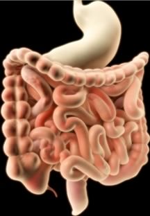 Aprender Ciencias: Sistema Digestório