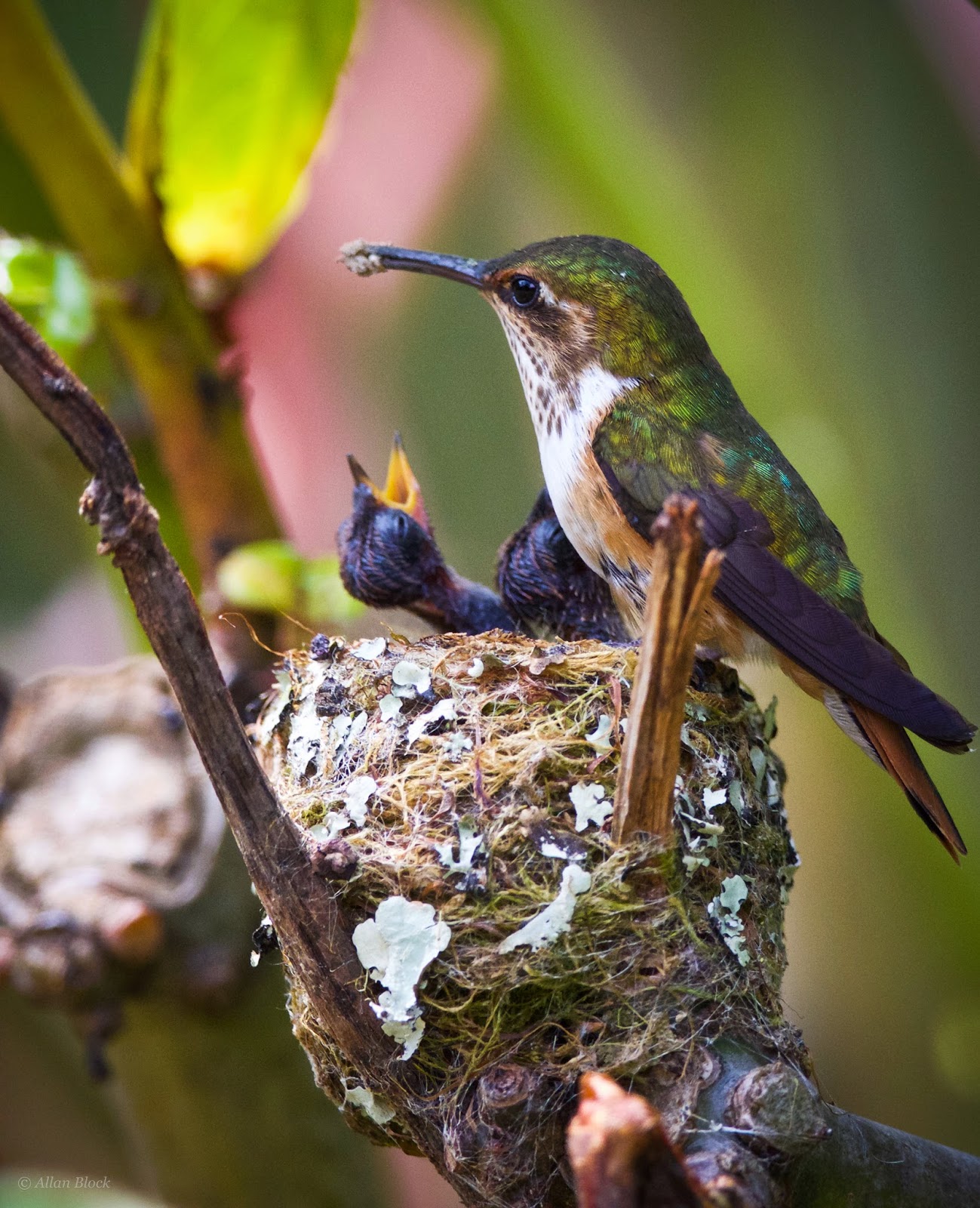 Feather Tailed Stories: Hummingbird Babies