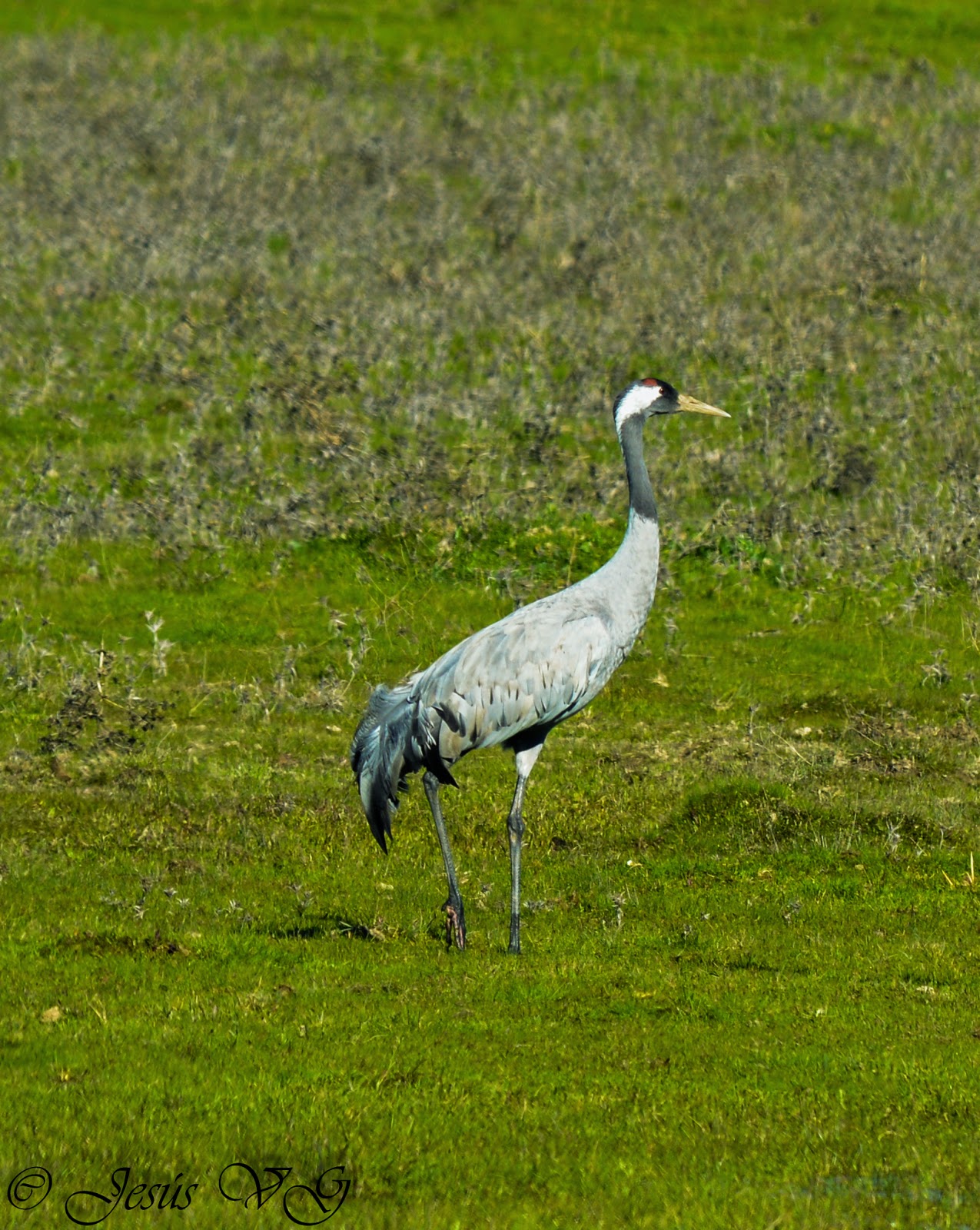 Mi espacio fotográfico: Grulla común (Grus grus)