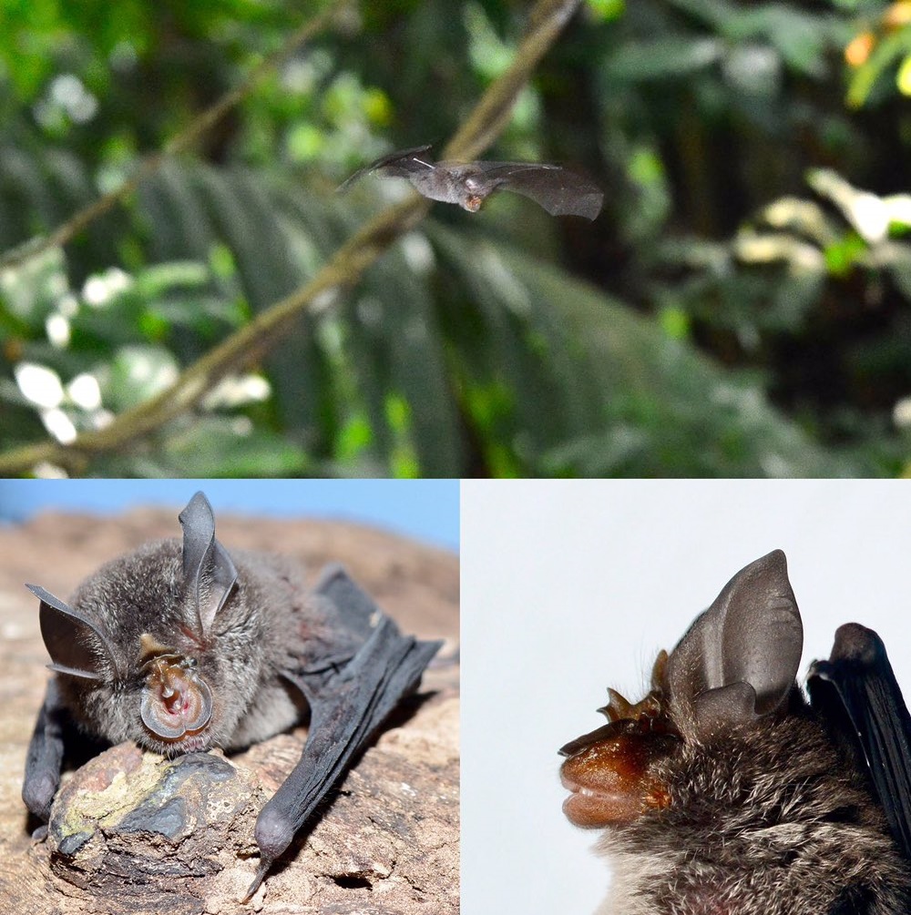 Species New to Science: [Mammalogy • 2018] Into the Light: Atypical ...