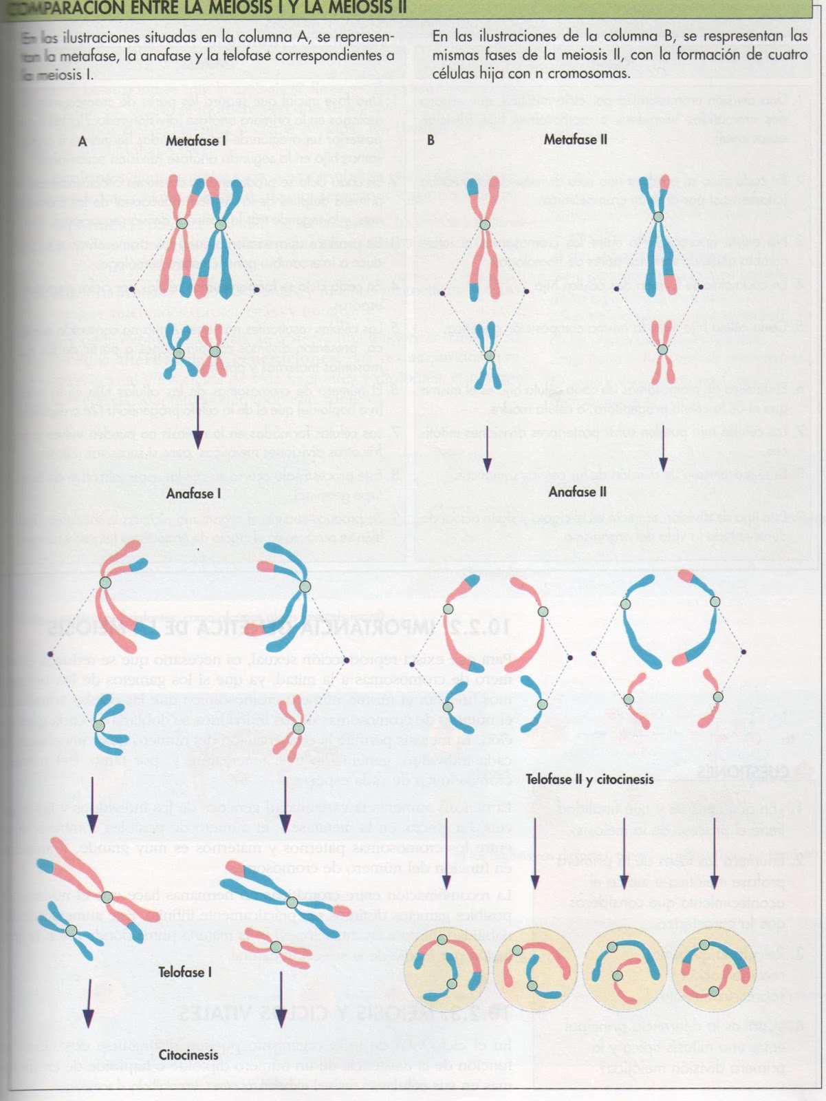 BiologÍa Y GeologÍa En El Colegio AlemÁn De Sevilla Mitosis Y Meiosis