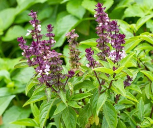 History, Lore and Magic of Basil