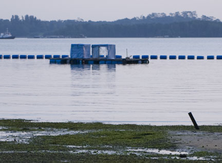 wild shores of singapore: Pasir Ris floating security barrier: some ...