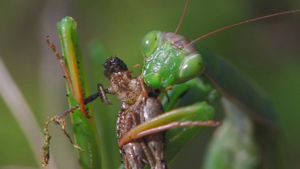Conociendo a los animales: Mantis Religiosa