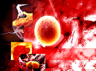 Embriologia plantillas plantillas para power point