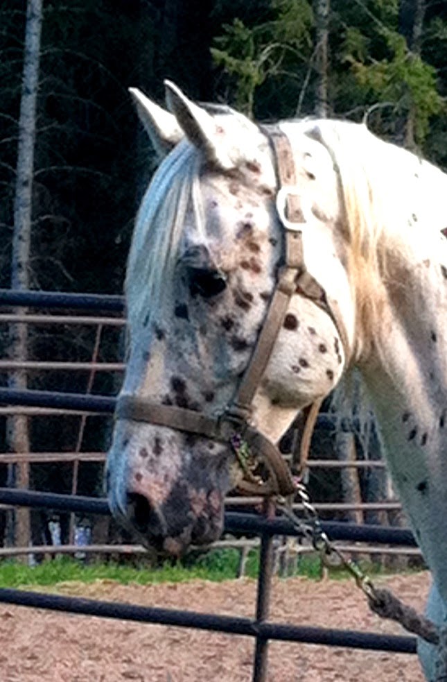 Shuffle Chief: Foundation Chestnut Leopard Appaloosa Stallion