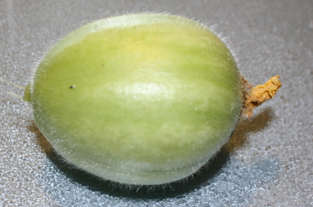 Down on the Krejci Family Farm: High tunnel cucumbers Asian, Mandurian ...