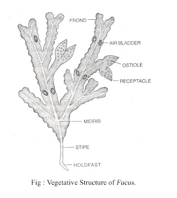 FUCUS - STRUCTURE OF VEGETATIVE BODY AND REPRODUCTION