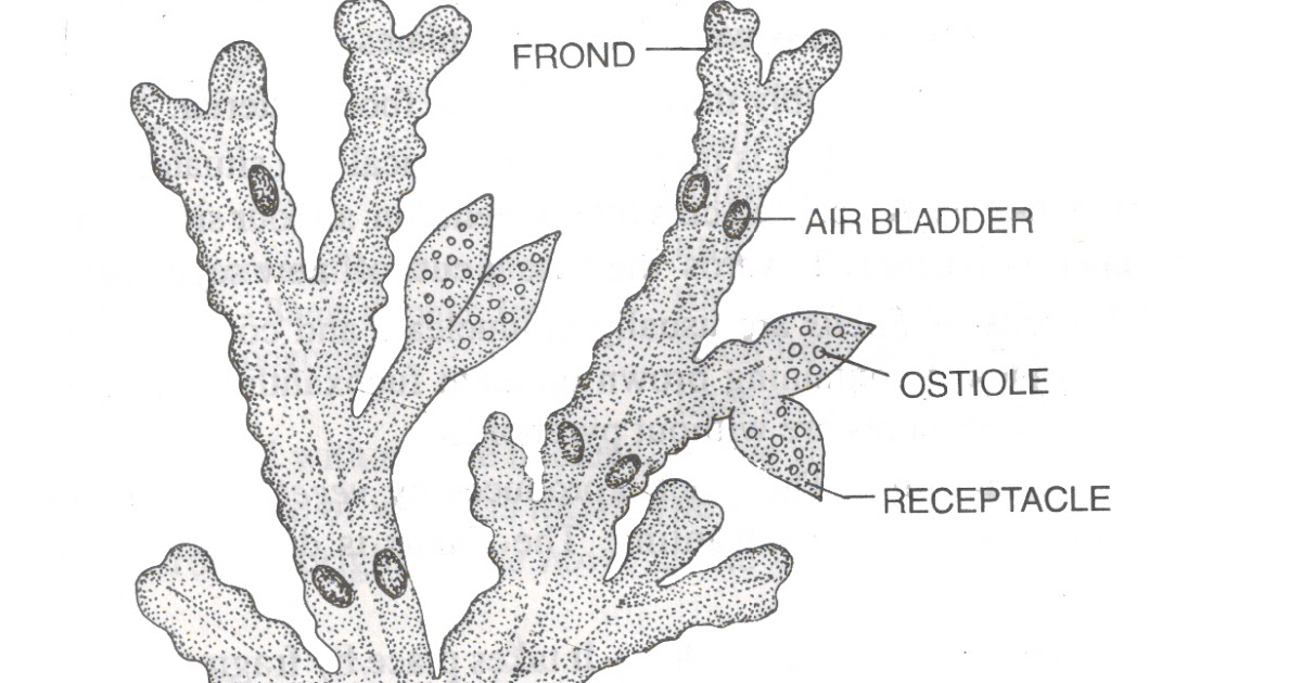 FUCUS - STRUCTURE OF VEGETATIVE BODY AND REPRODUCTION