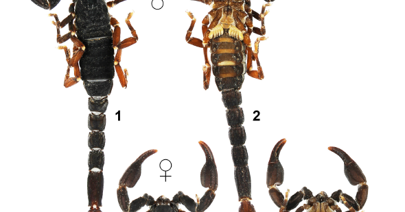 The Scorpion Files Newsblog: A new species of Chaerilus from Malaysia