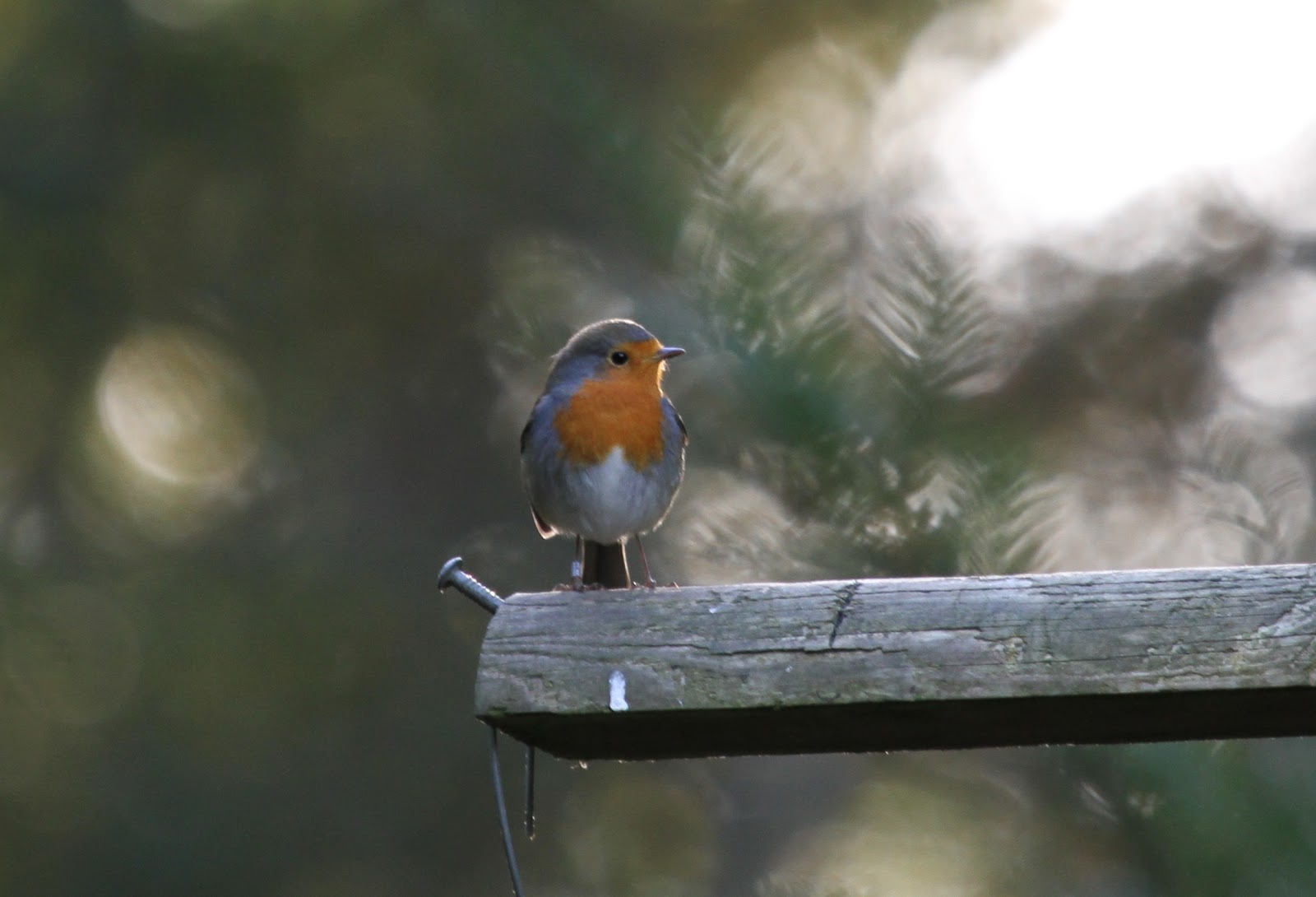Wilde About Birds: The Importance of Feet!