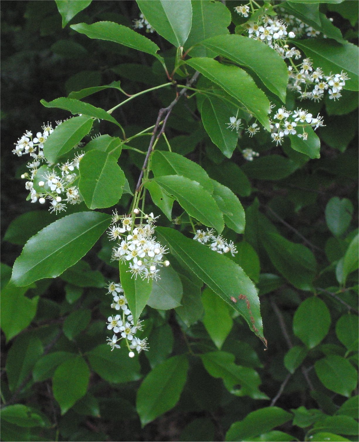 Naturaleza Viva: Capuli (Prunus serotina)