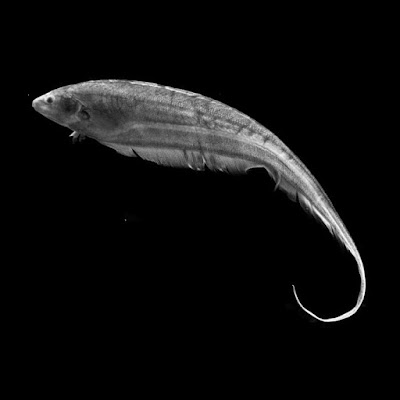 Species New to Science: [Ichthyology • 2017] Eigenmannia meeki • A New ...