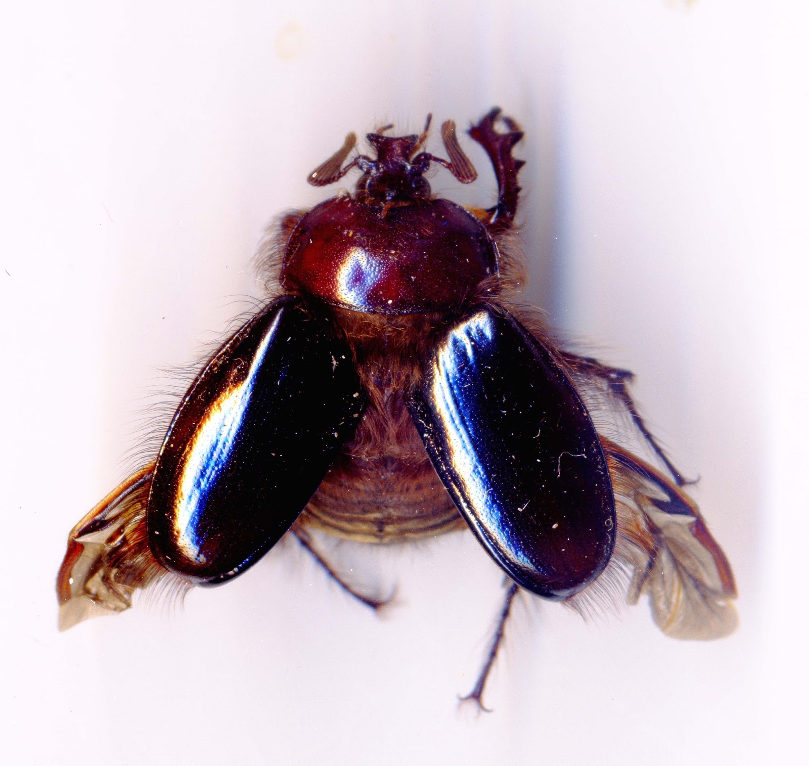 虫頭: フユセンチコガネ（Rain Beetle）Pleocoma badia hirsuta