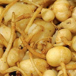 Sacagawea (1788 - 1812)