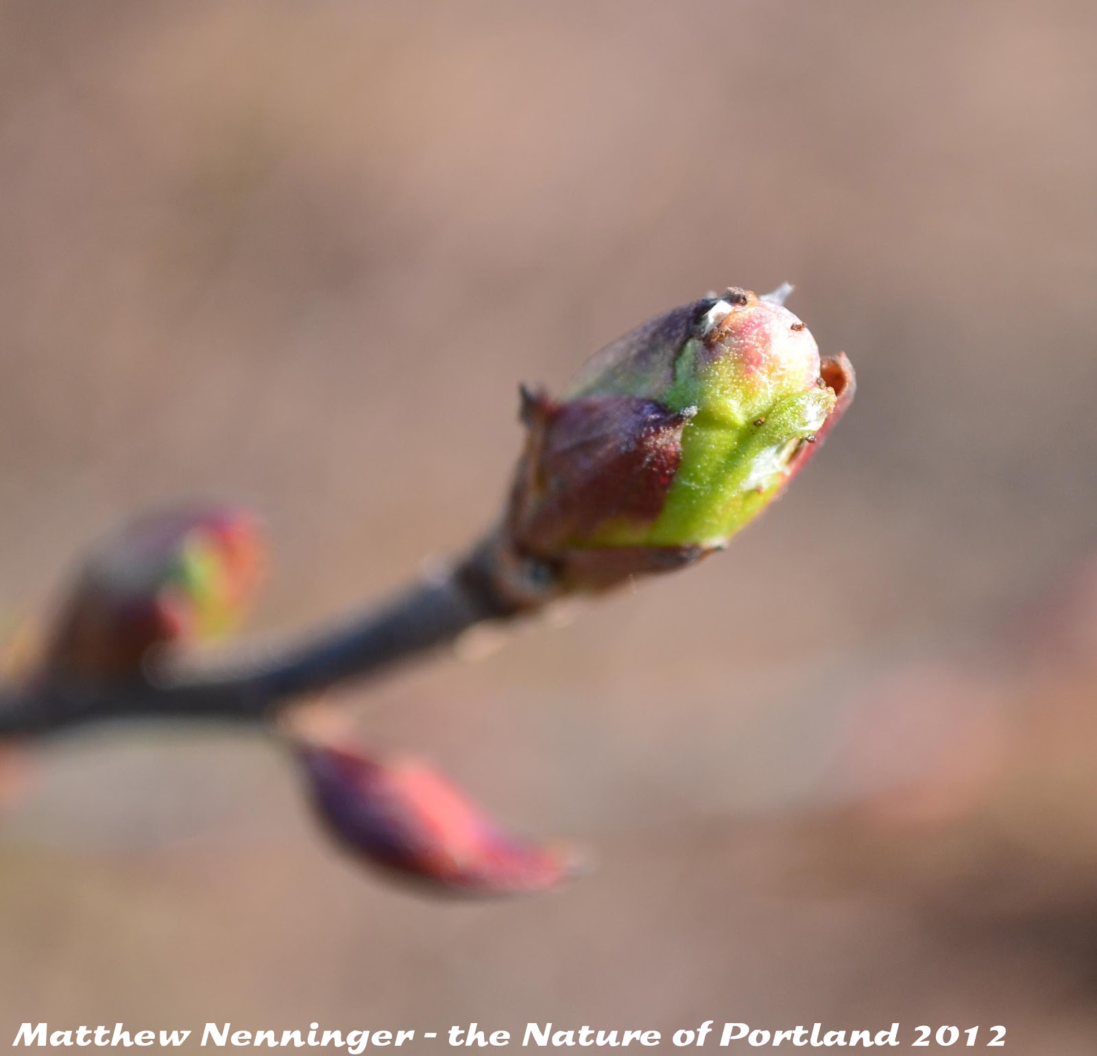 the Nature of Portland: Portland's Native Plants Spring to Life
