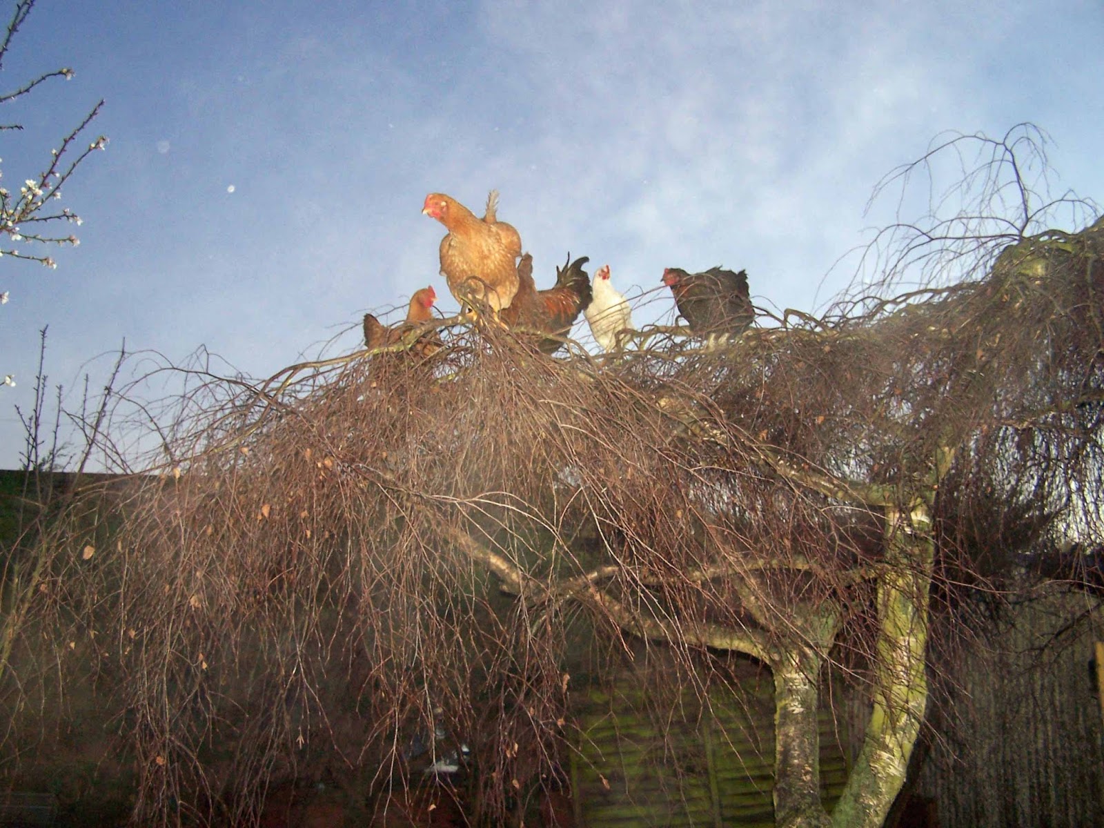 EcoDIY www.ecodiy.org: Tree chickens