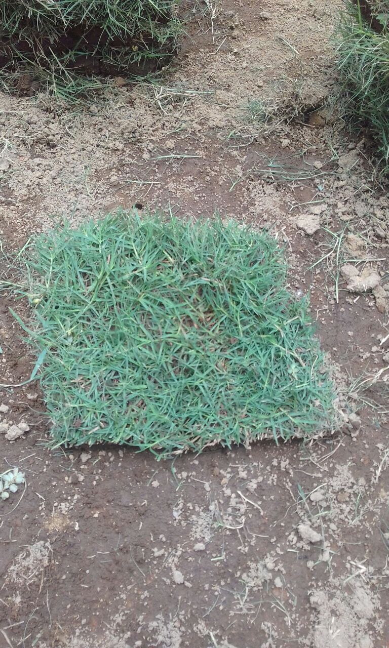 Rumput Swiss ~ JUAL RUMPUT TAMAN DAN BIBIT RUMPUT TERNAK