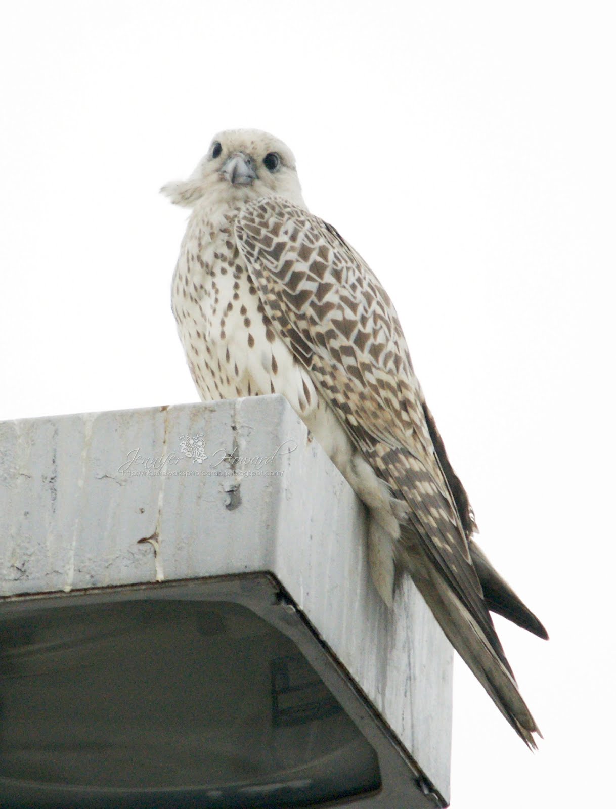 Nature Works Photography: Immature silver/white phase female gyrfalcon