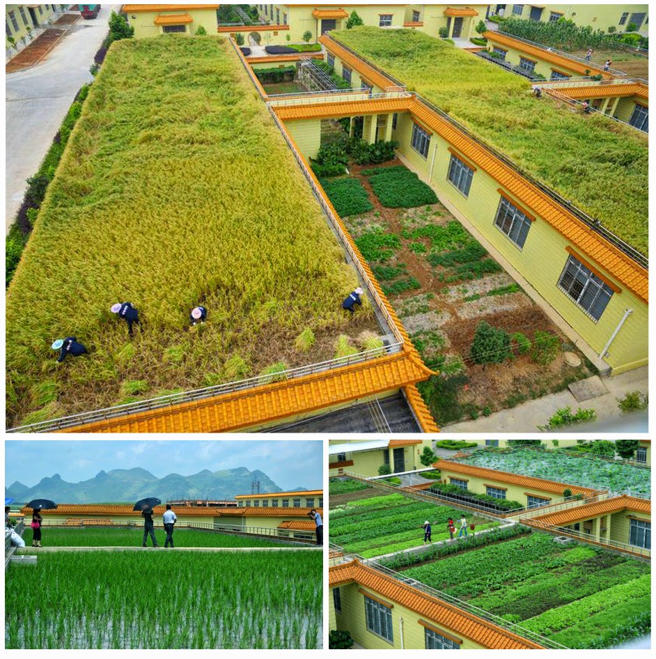 ProgressTH: Rooftop Rice Farming?