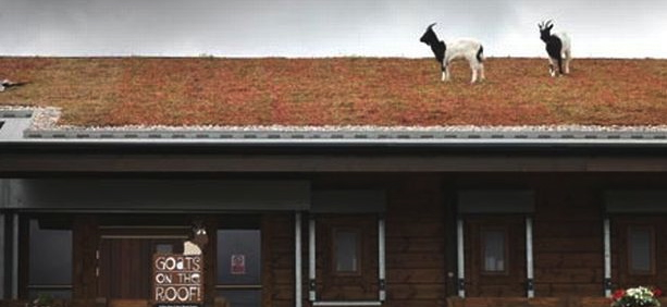 The Secret Diner: Goats on the Roof