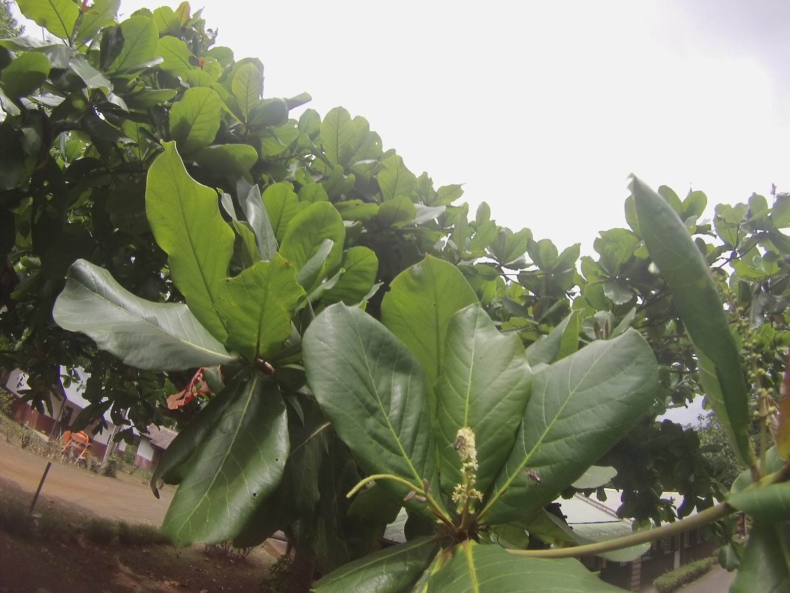 APICULTURE DE MAYOTTE: Visites de ruches avec Chanfi Atoumani et Ali M ...