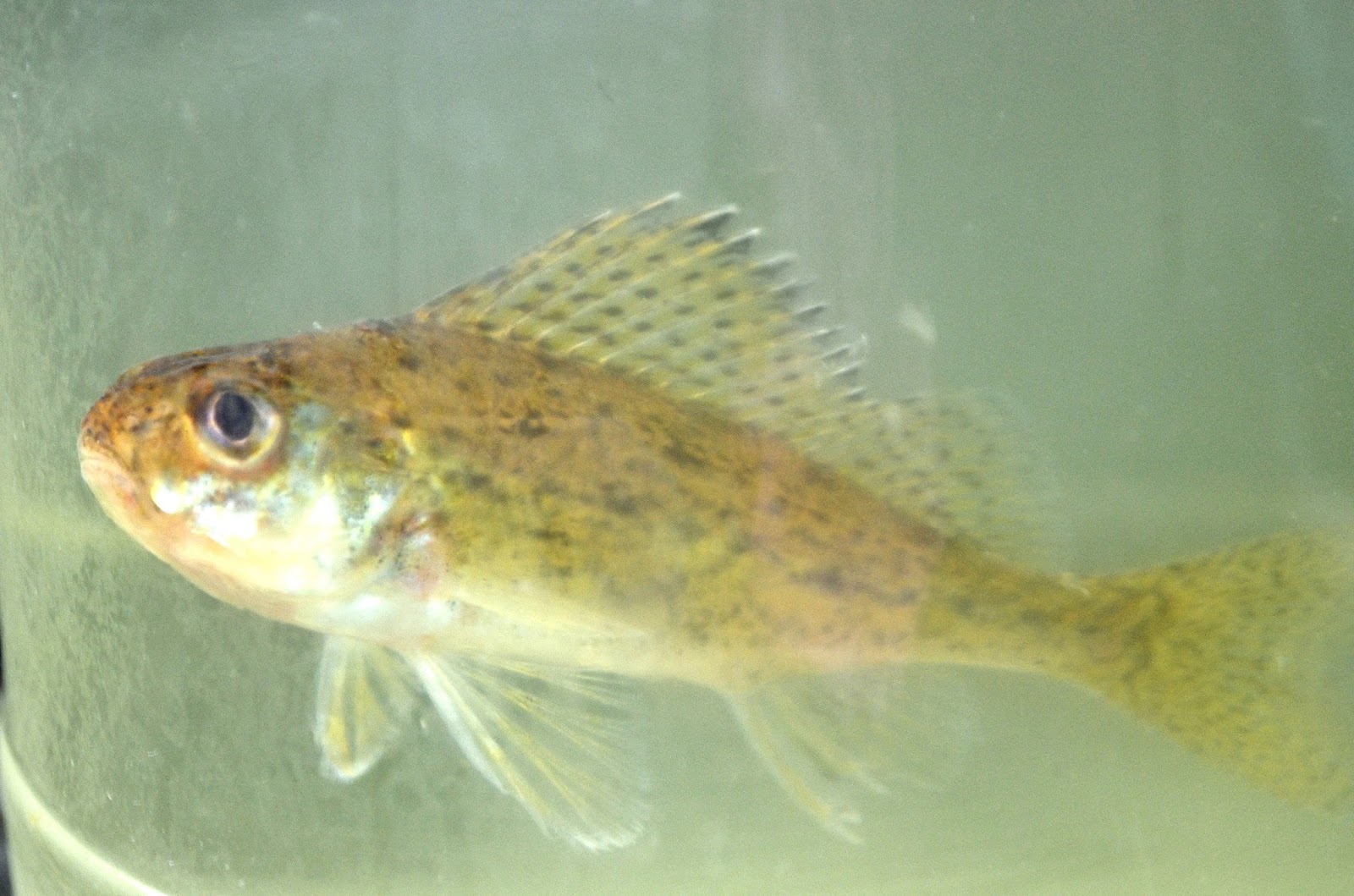 The Paxton Ranger: Fish at Paxton Pits