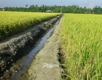 Petak Semai: PADI - KOS PENGELUARAN PADI