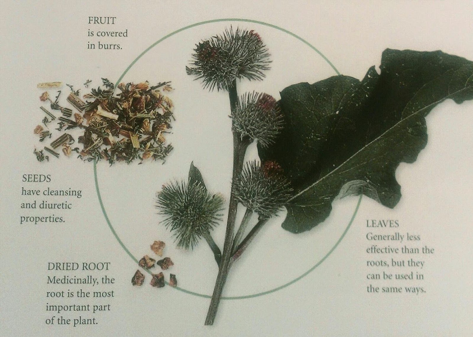 Natürlich Gesund: Burdock Root increases circulation to the skin ...