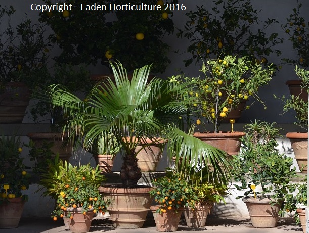 SELECTION OF PLANT IMAGES FROM THE EADEN PHOTOGRAPHIC LIBRARY |The ...