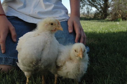 Loving and Learning on the High Plains: One Month Old - Fryer chicks update