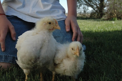 Loving and Learning on the High Plains: One Month Old - Fryer chicks update