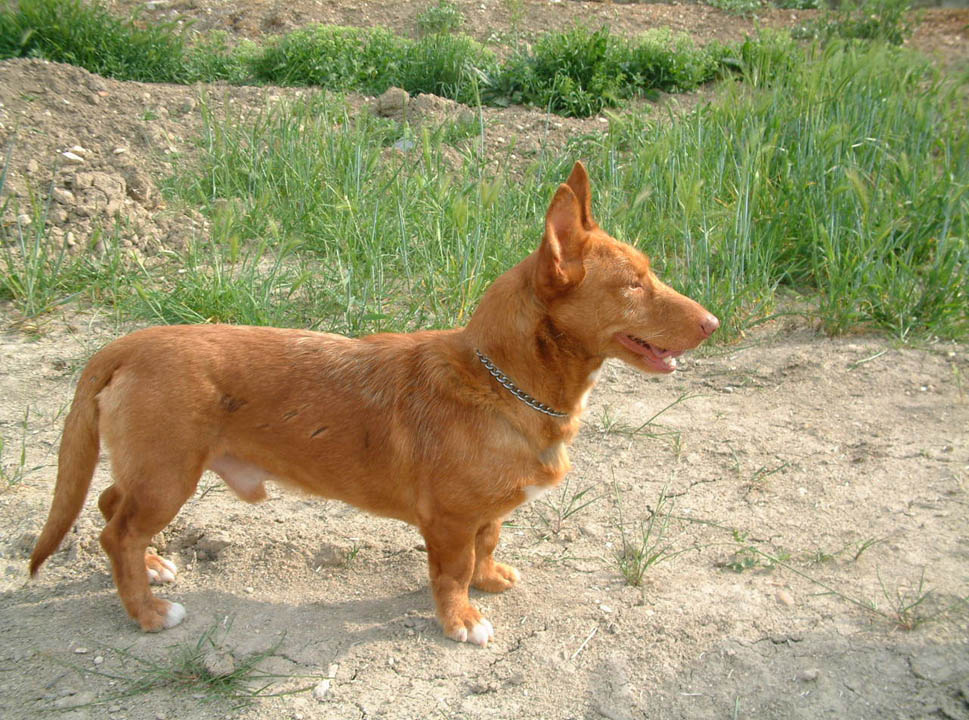 MORFOLOGÍA CANIA: ORIGEN E HISTORIA DEL MANETO, COMENTARIOS AL ESTÁNDAR ...