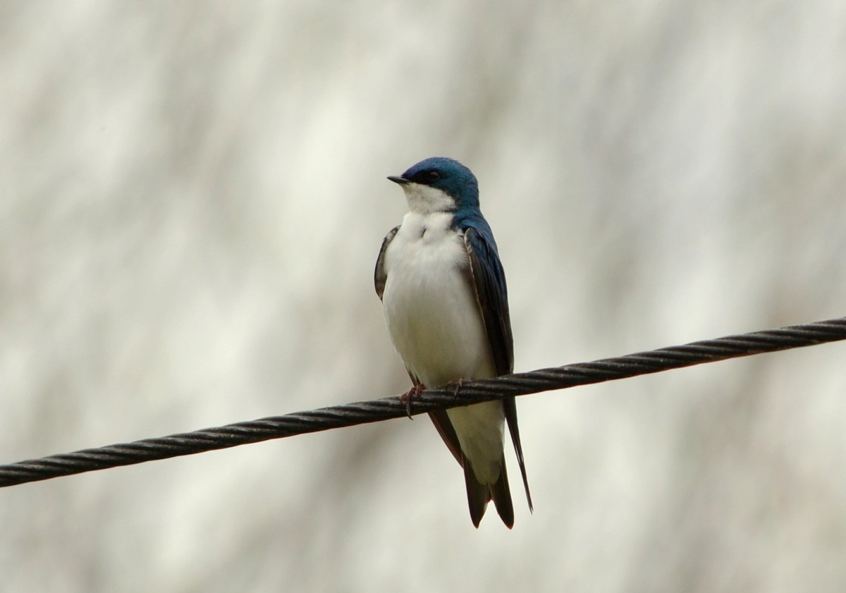 Woods Walks and Wildlife: The Bulk of Spring: Part 1