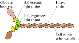 Group 27: Motility of nano-objects in microstructures: Introduction of ...