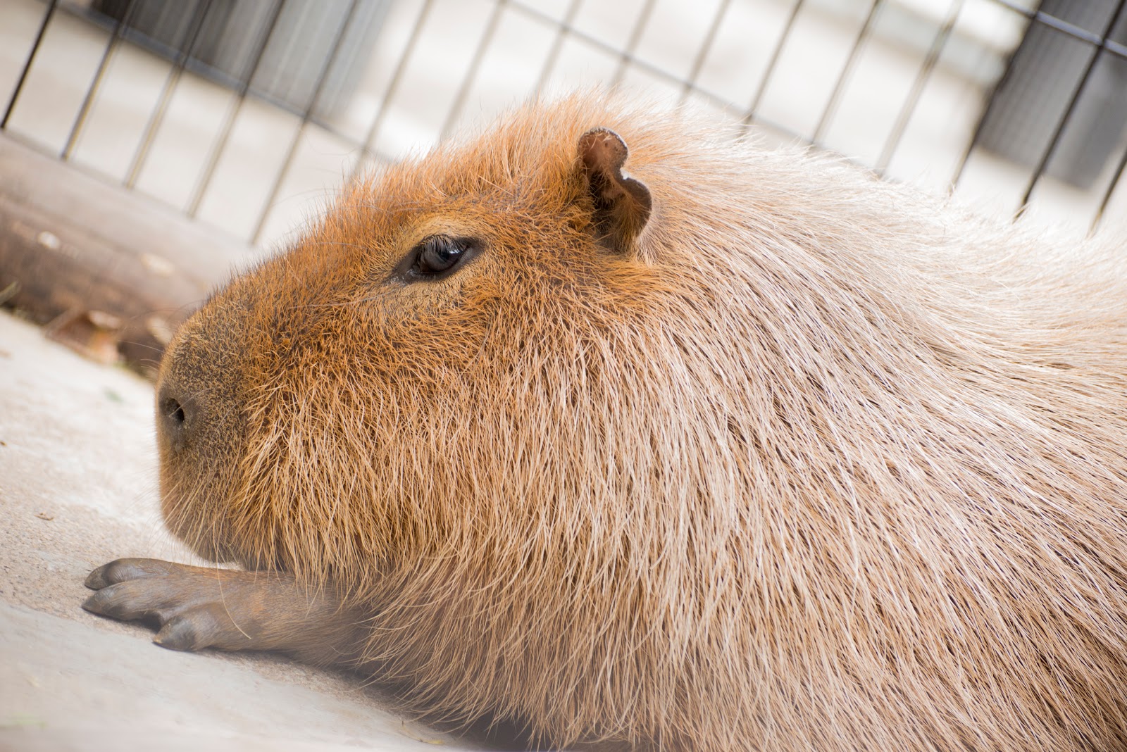 Bank of PhotoGraphics: Ueno Zoo XIII: Capybara 4