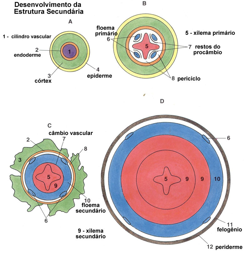 Asteraceae: Estrutura primária e secundária da raiz.