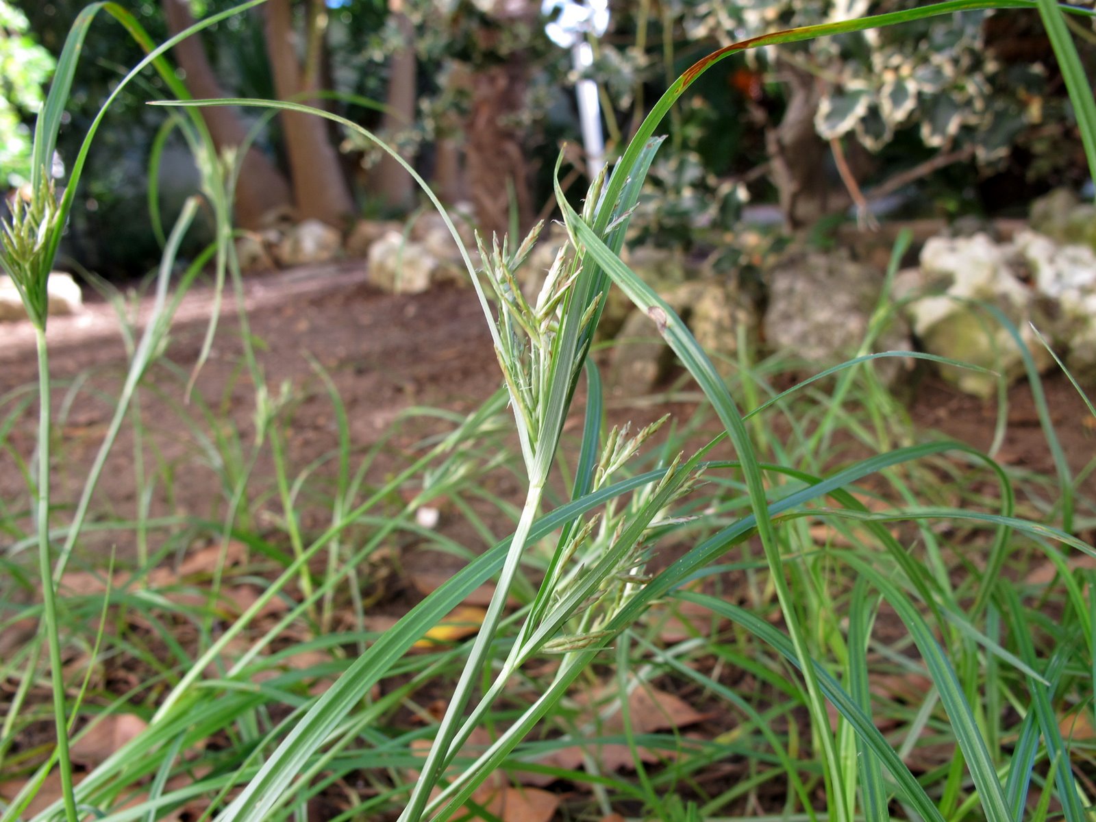 FLORA NEL SALENTO e.. anche altrove: Cyperus rotundus L. - Cyperaceae ...