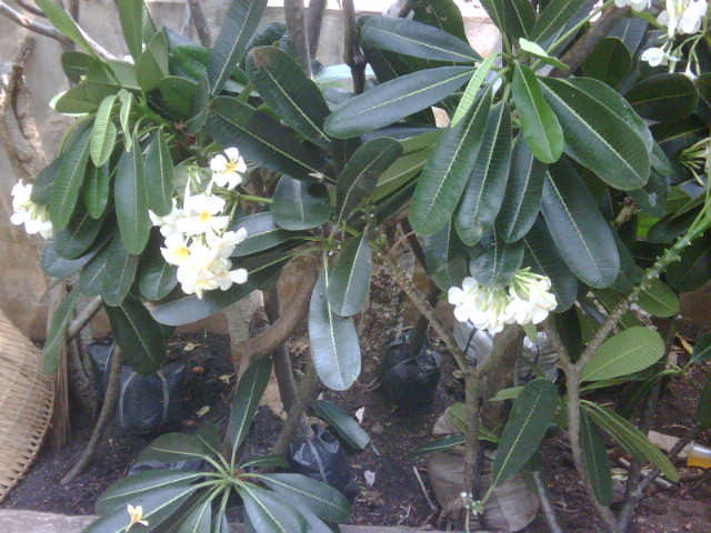 Menanam Pohon Kamboja Stek untuk Menghasilkan Bunga Kamboja Kering ...