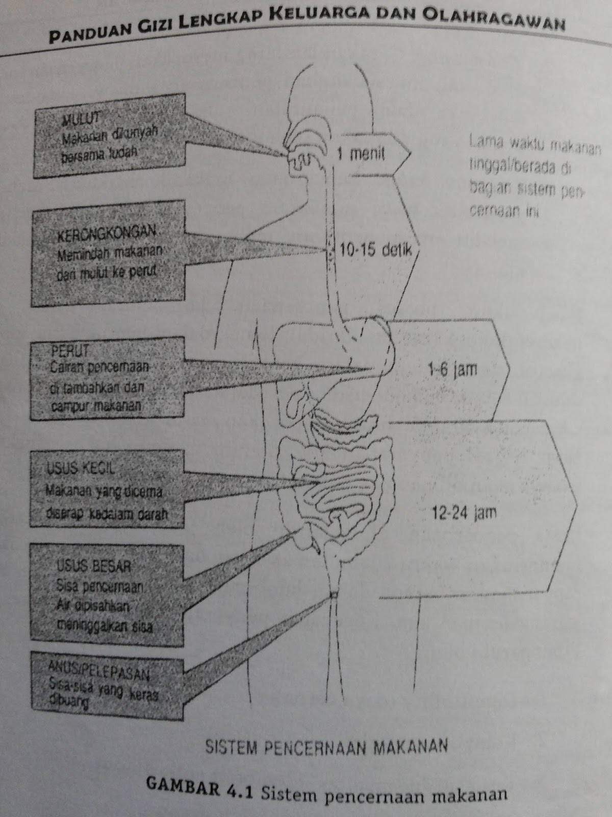 Protein, Fungsi, Proses Penyerapan Protein - Damn Love It