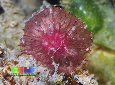 Real Monstrosities: Pink Puffball Sponge