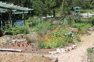 Jim Long's Garden: Ginger Beet Cake, Bachelor's Buttons