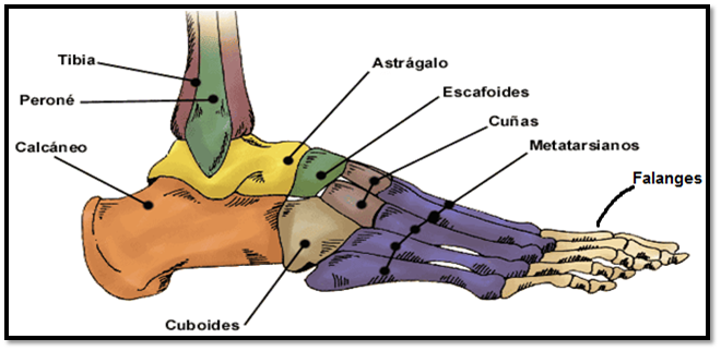 SEMIOLOGÍA OSTEOARTICULAR: ARTICULACIÓN DEL PIE